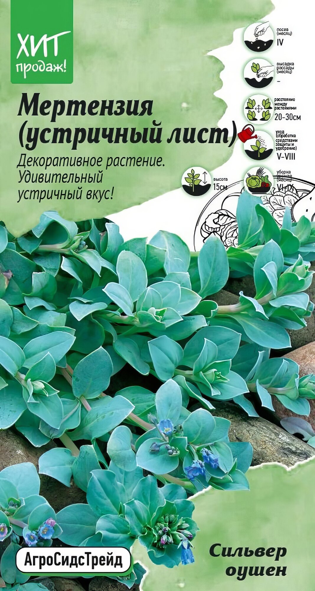 Семена Мертензия (Устричный лист) Сильвер Оушен 5шт Агросидстрейд