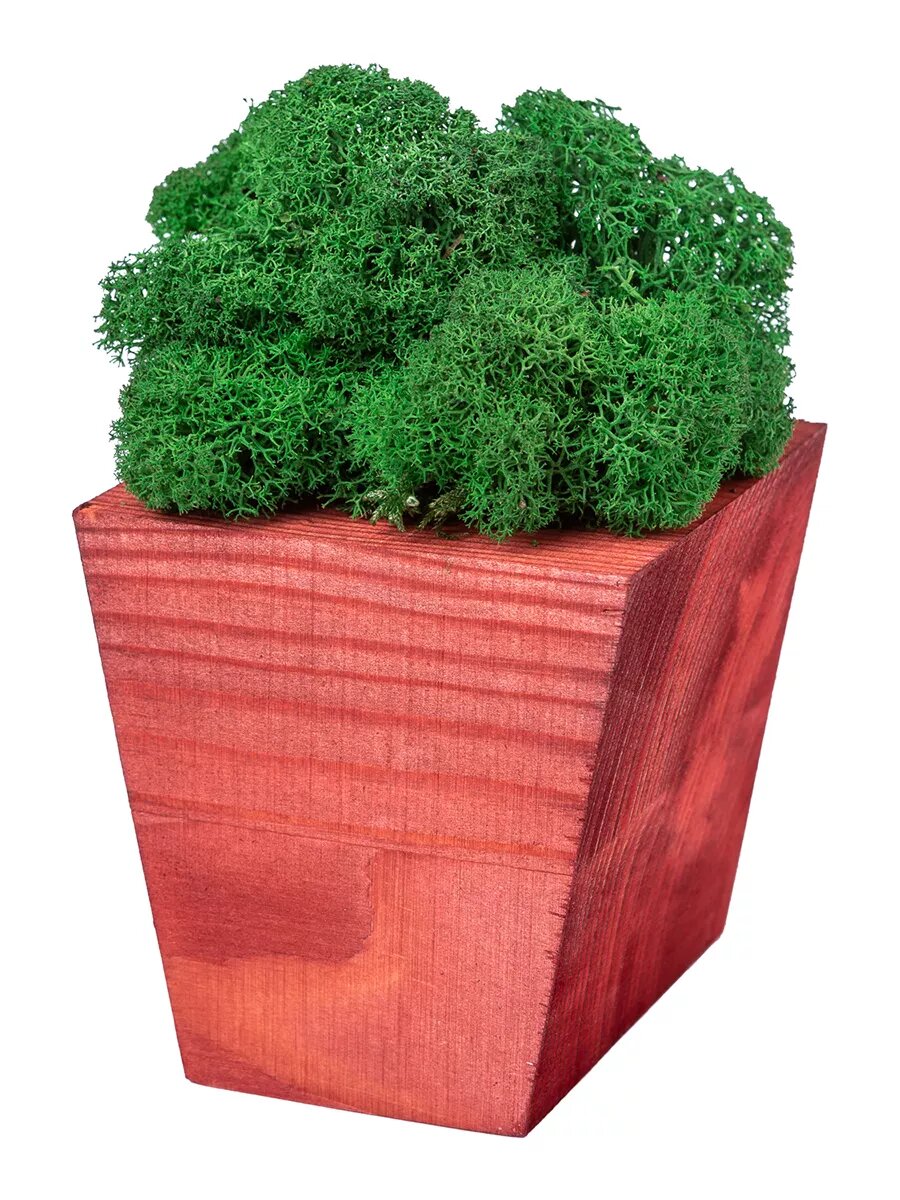 Кубик со мхом