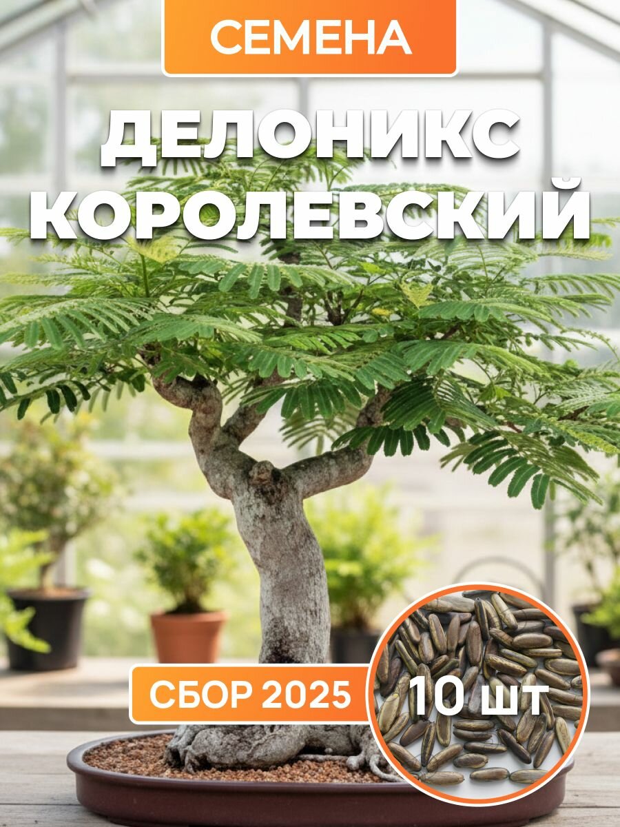 Семена Делоникс королевский (Delonix regia) — Огненное дерево для бонсай, комнатное экзотическое растение, 10 шт