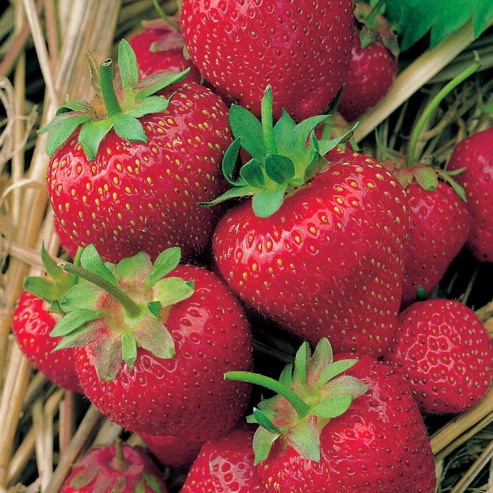 Рассада. Клубника Эльсанта 5шт