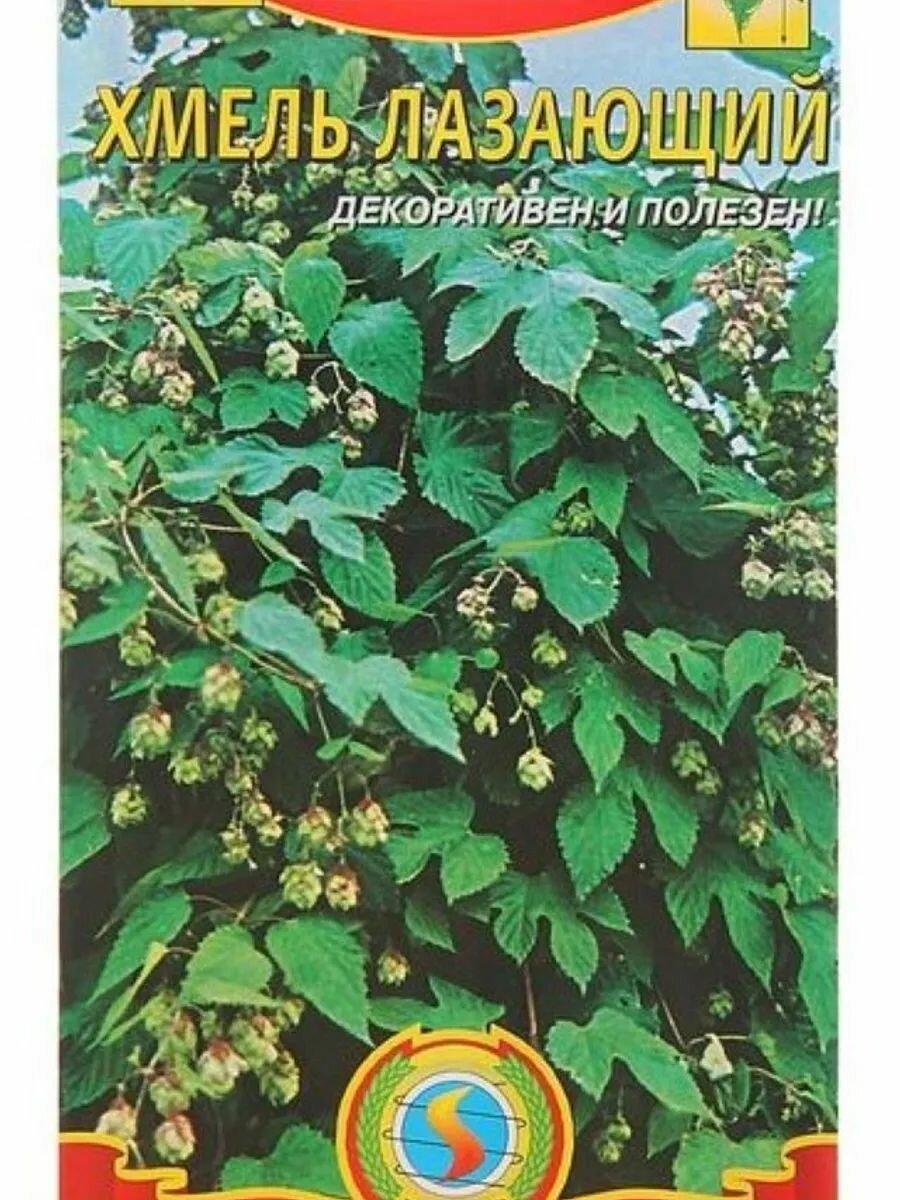 Хмель лазающий 4 шт, Плазменные семена