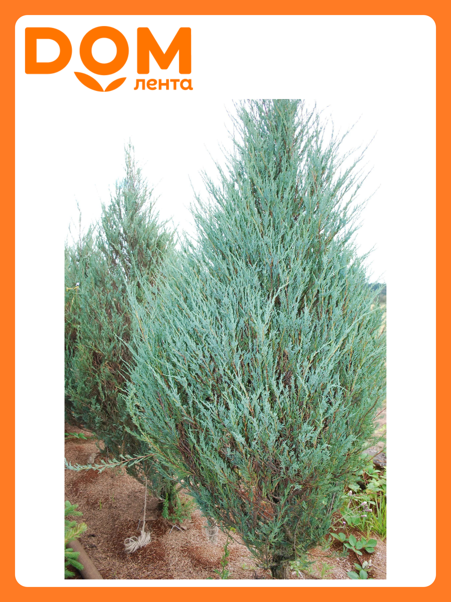 Можжевельник FLORA GROUP Мунглоу, 883769, многолетнее, хвойное, декоративное, 150 см