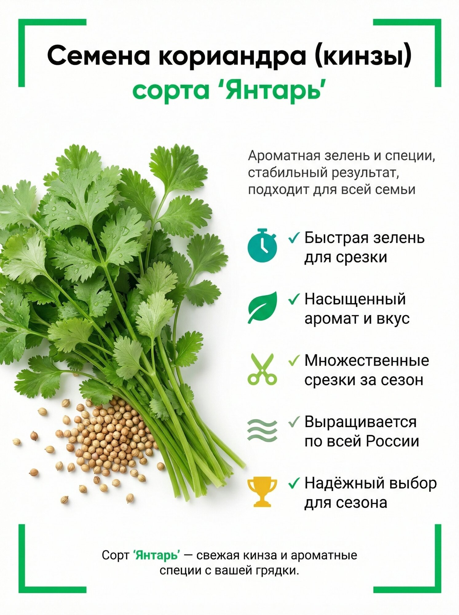 Семена Кориандр Янтарь