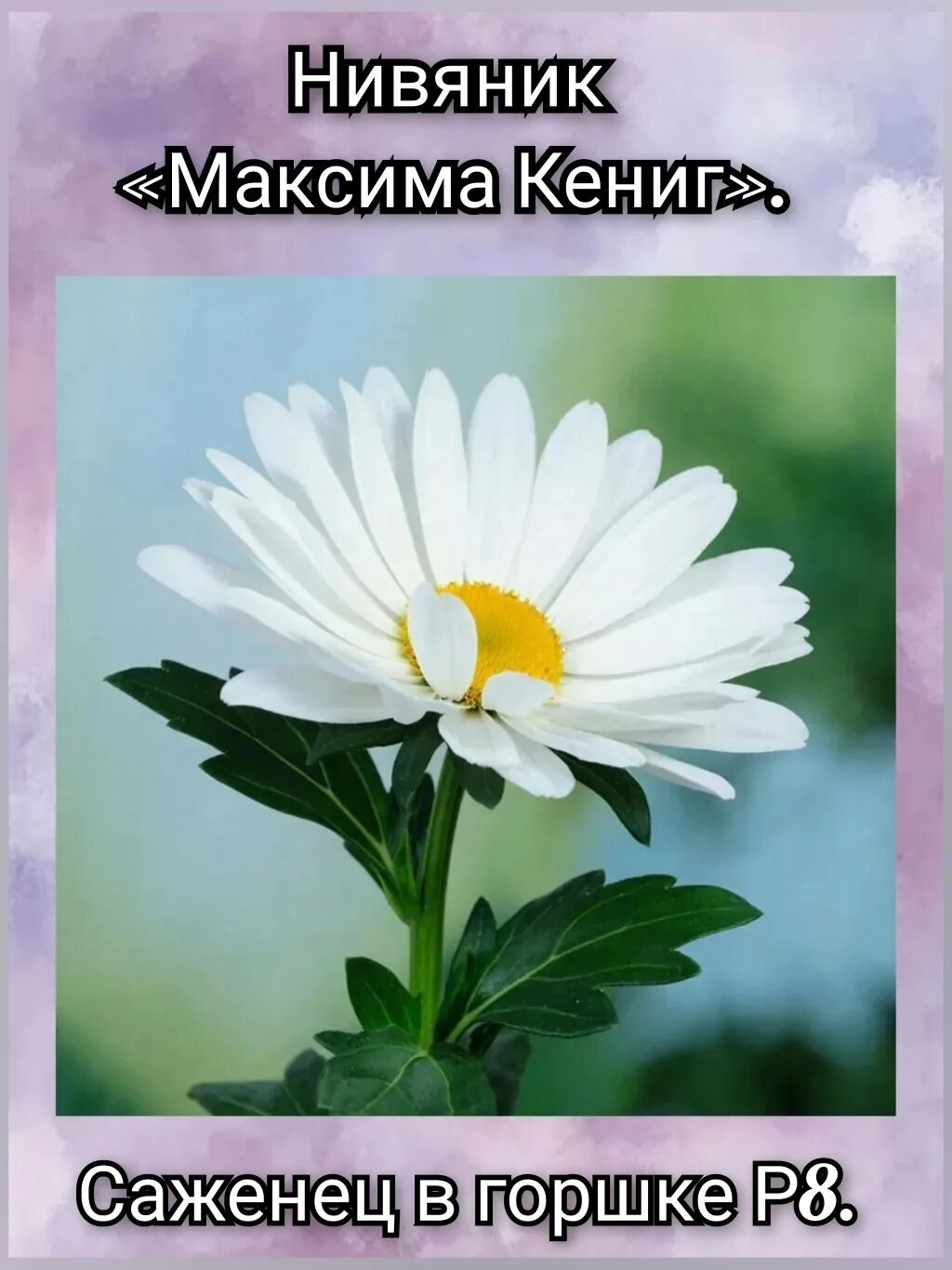 «Максима Кениг».