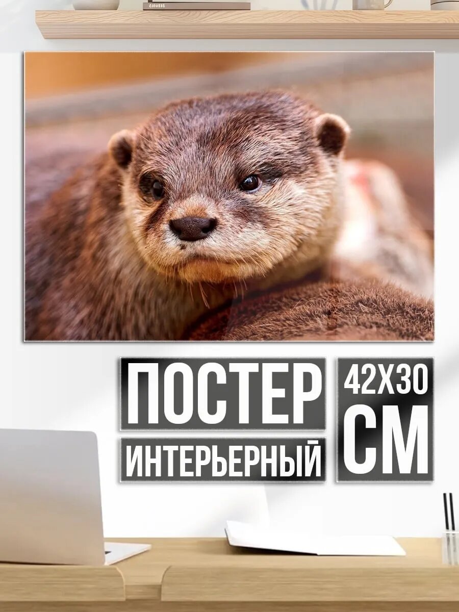 Плакат постер Милая выдра крупным планом