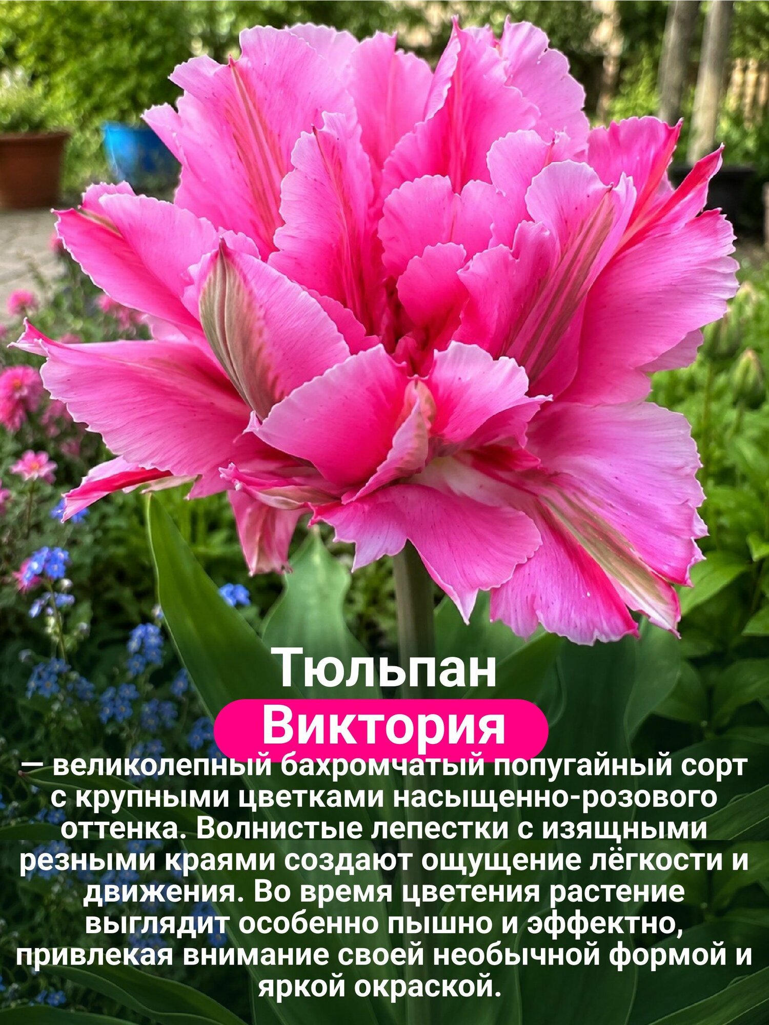 Тюльпаны луковицы многолетние сорта "Виктория" 7 шт в упаковке — фото 1