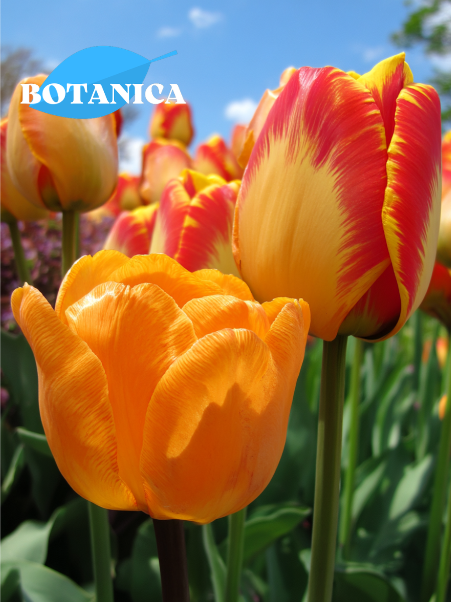 Луковицы цветов, botanica garden, TWIN Тюльпаны Оранж Прайд 1шт/Банья Лука 1шт (2 штуки)