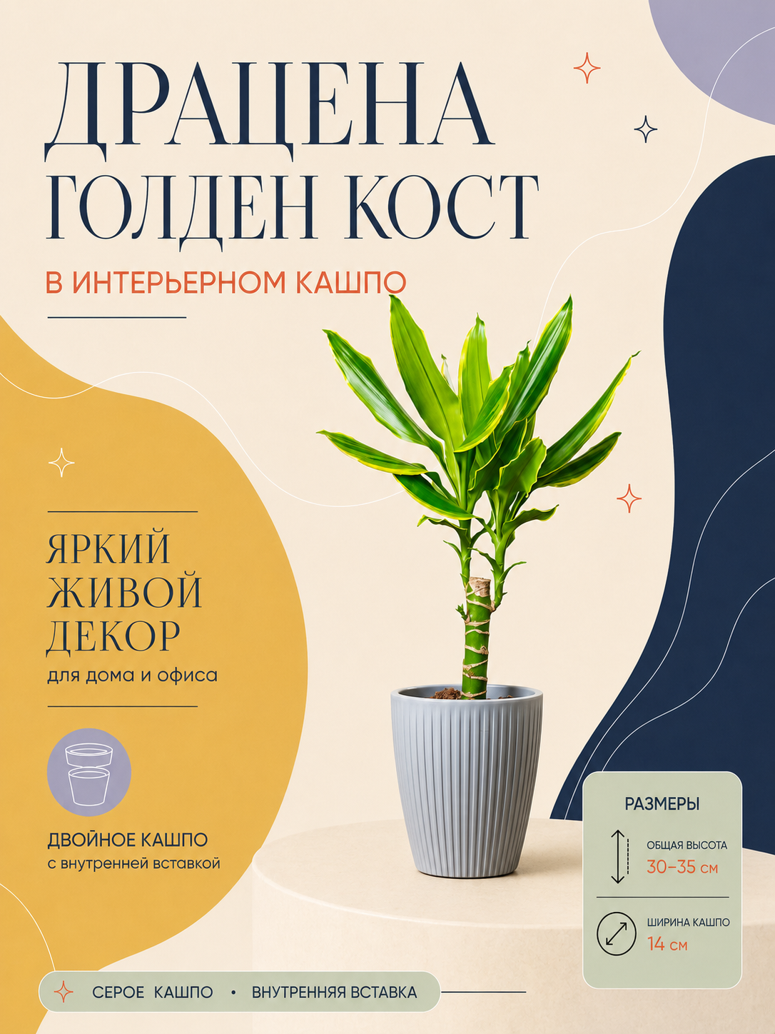 Geo Glass — Драцена Голден Кост в сером двойном кашпо с дренажной вставкой, живое растение 30-35 см для дома и офиса