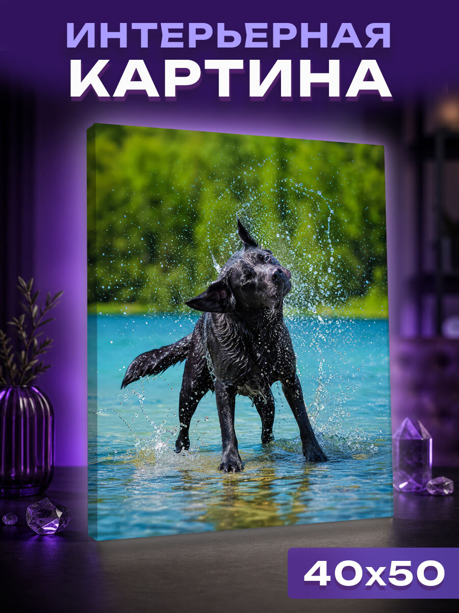 Интерьерная картина черный лабрадор отряхивается от воды