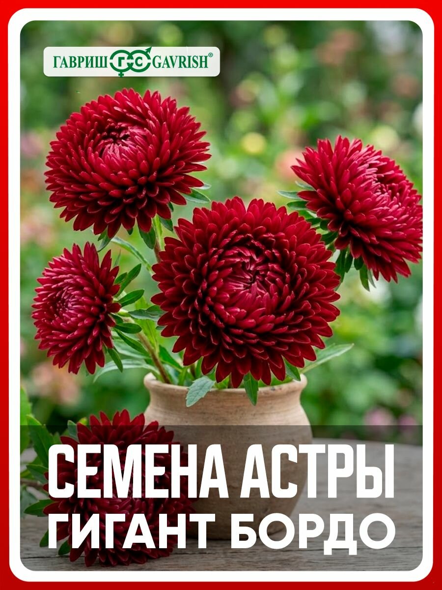 Семена Астра игольчато-коготковая "Гигант бордо" 0,05 гр, однолетние цветы для дачи, сада и огорода, клумбы, в открытый грунт, на рассаду, цветы из семян в домашних условиях.