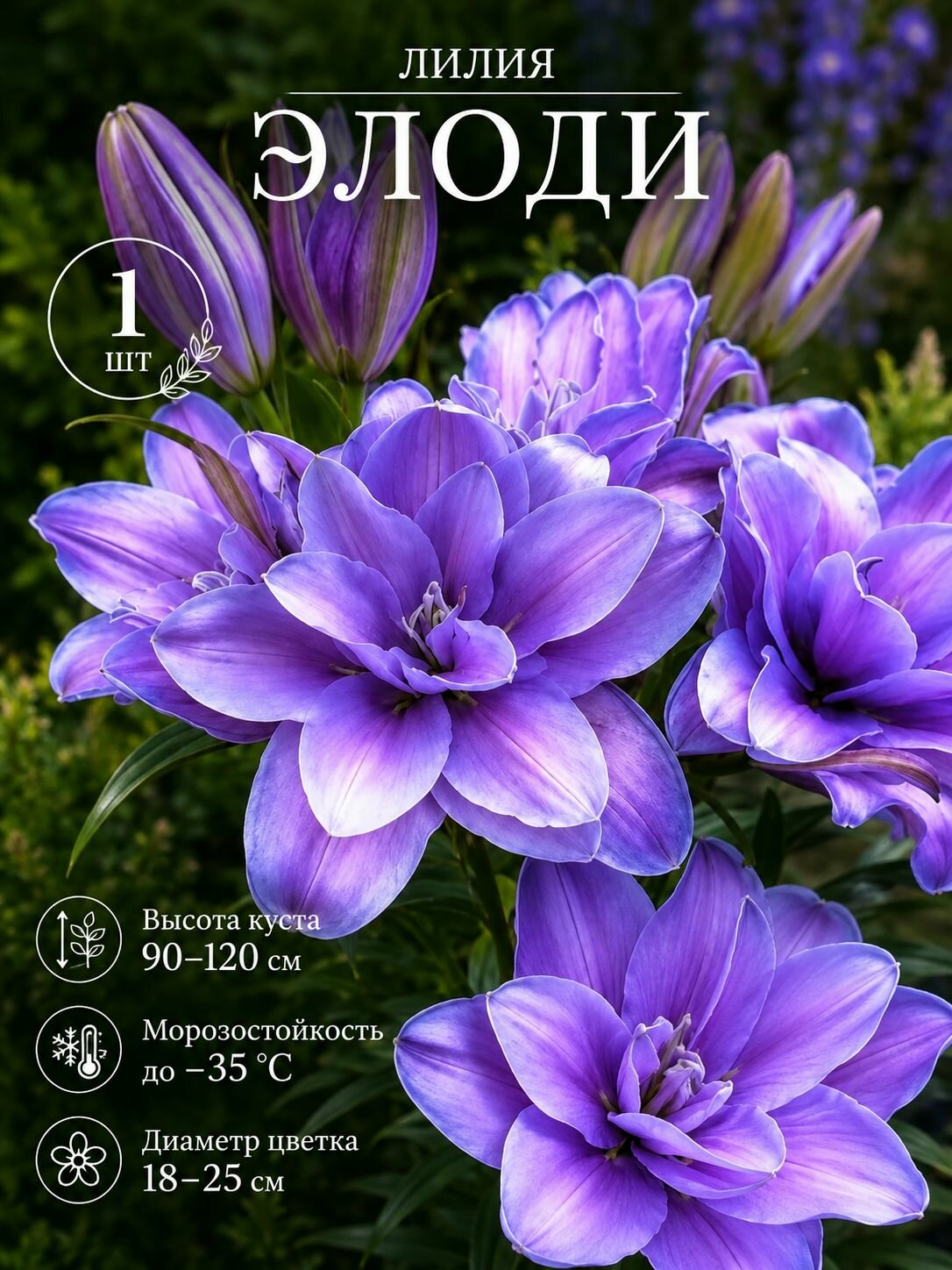 Лилия восточная махровая сорта - "Элоди", 1 луковица для посадки
