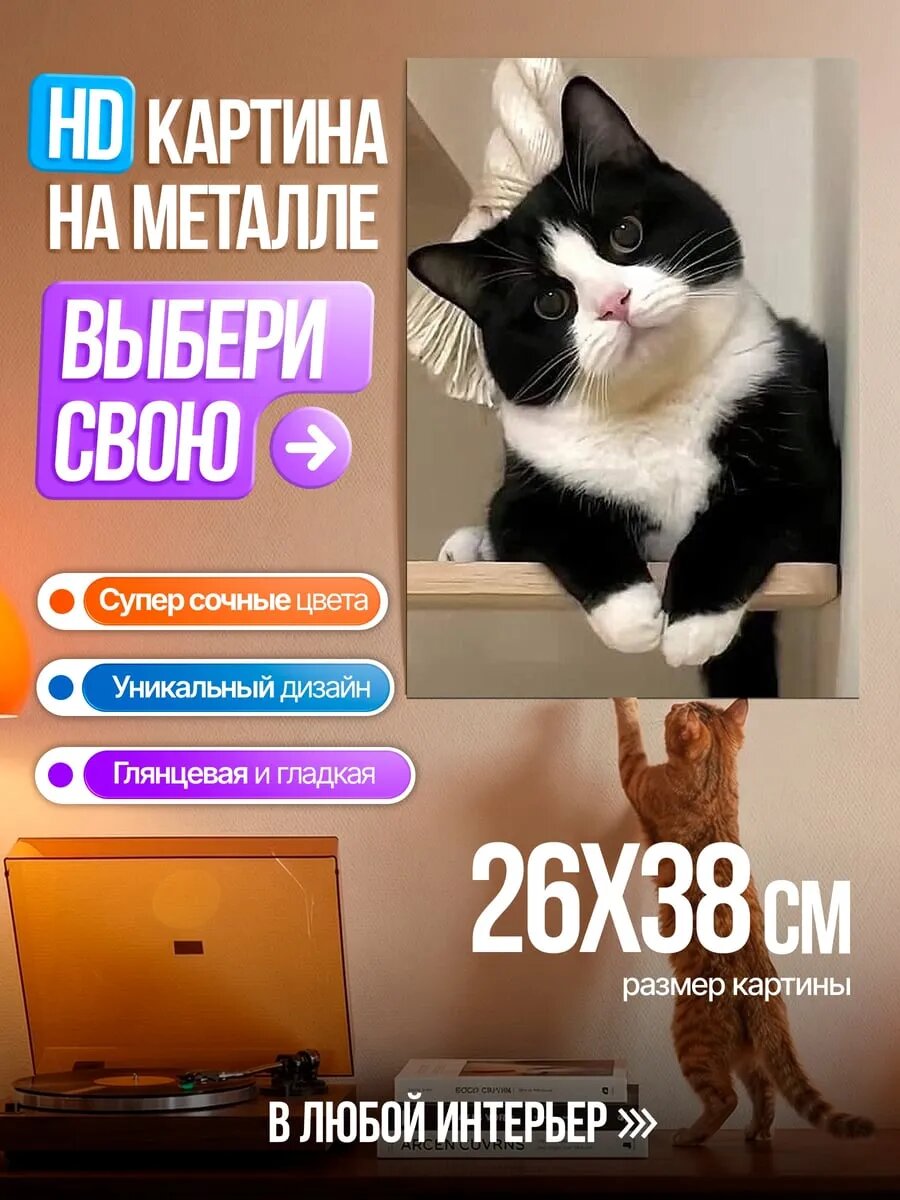 Картина на HD металле Черно-белый кот