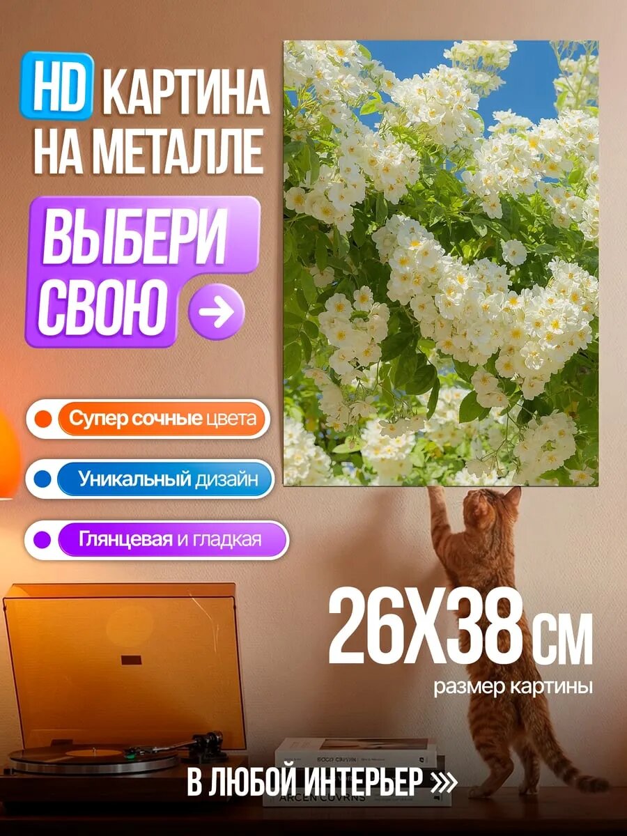Картина на HD металле Белые розы