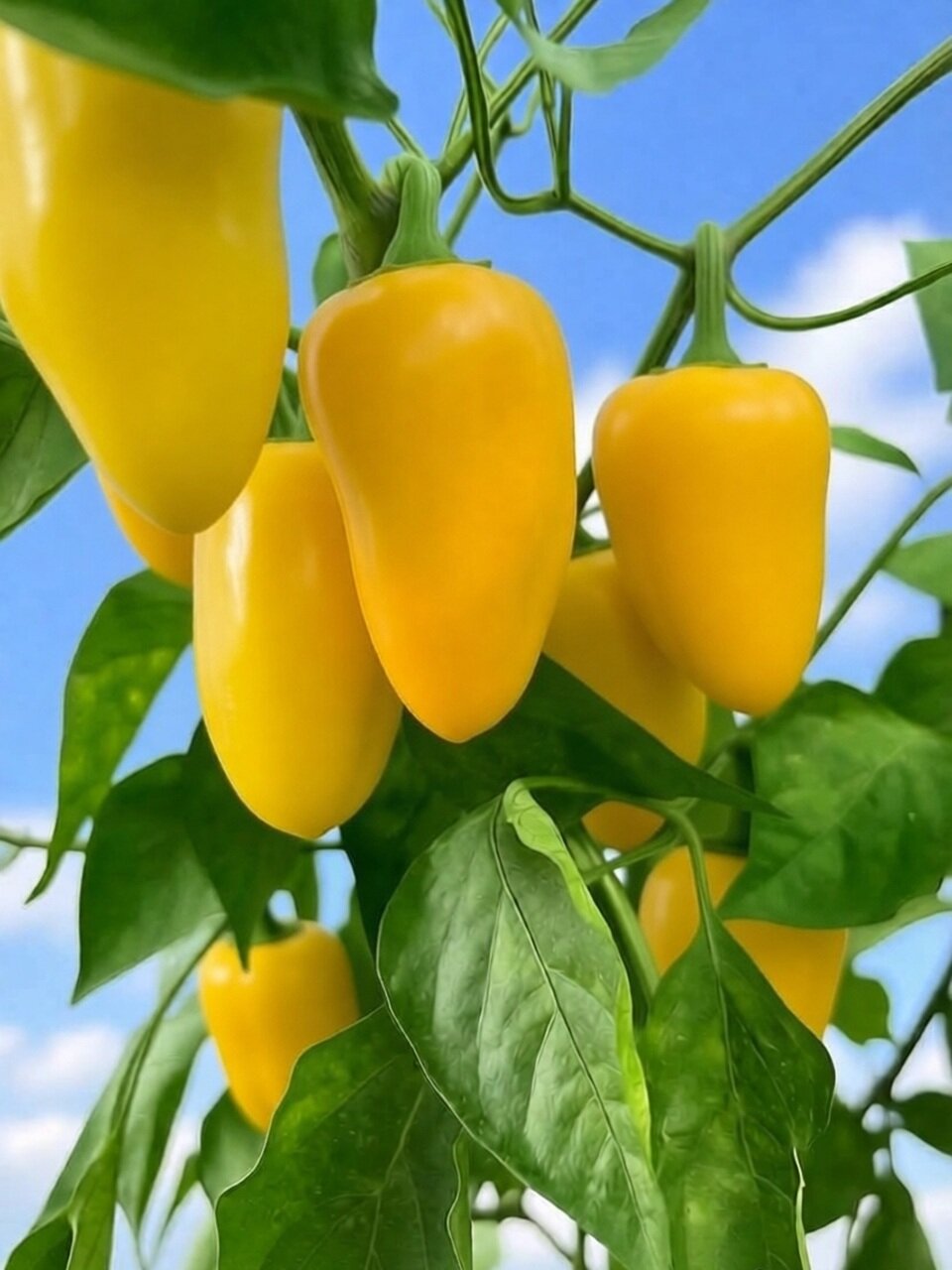 Семена Острый перец Халапеньо желтый/Jalapeno Yellow, 10 семян