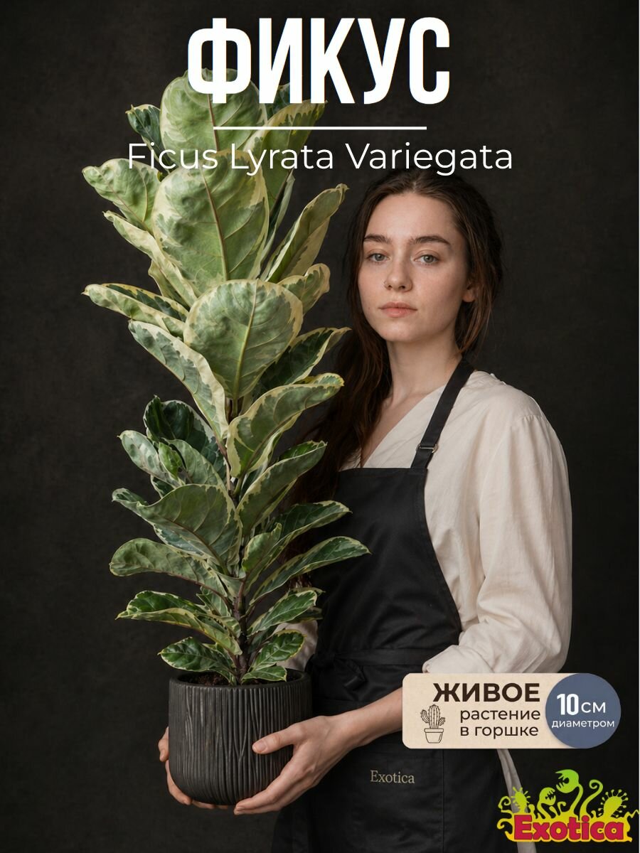Фикус Лирата Вариегатная (Ficus Lyrata Variegata) 10см
