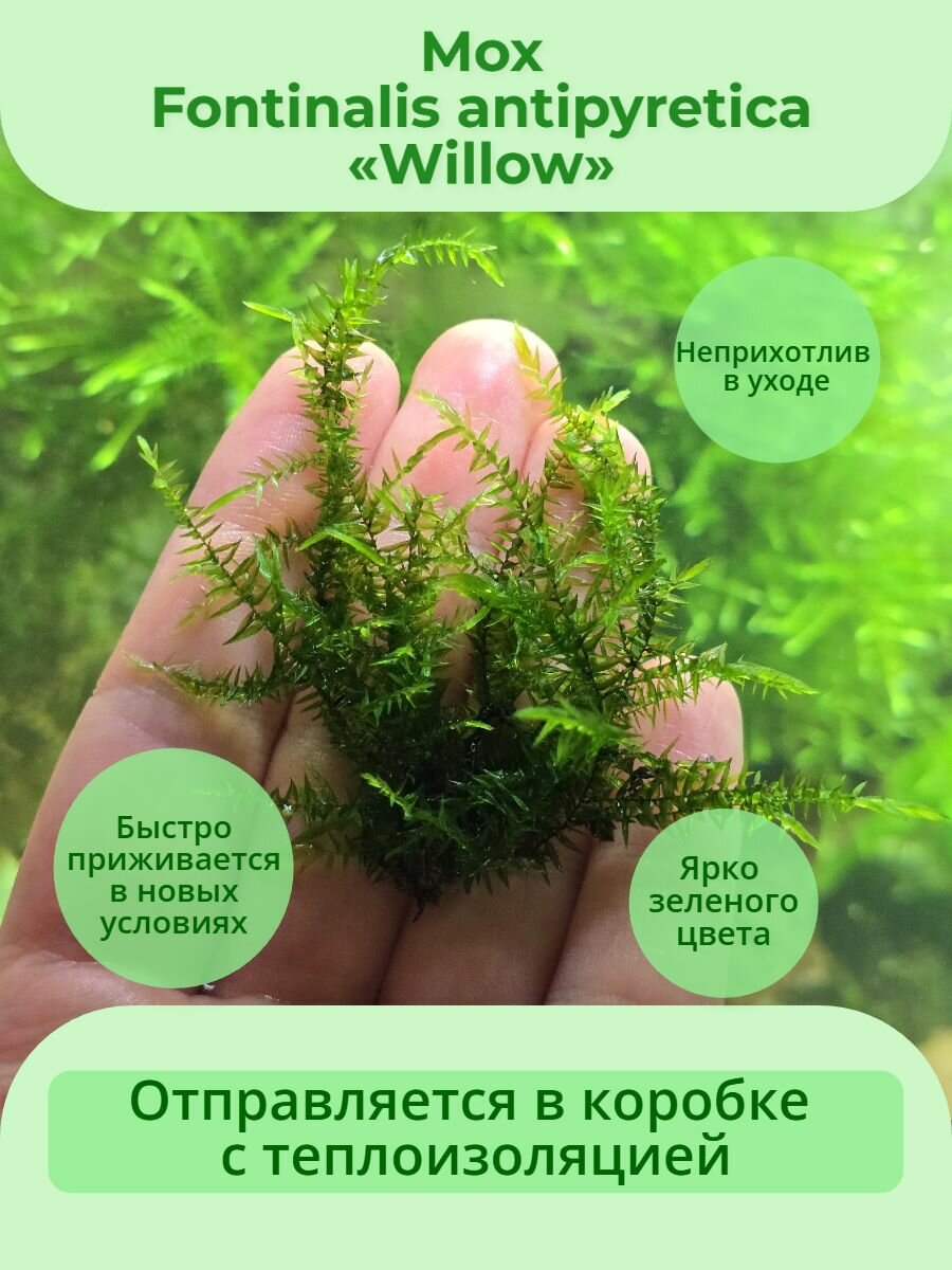 Мох Фонтиналис антипиретика Уиллоу (Fontinalis antipyretica Willow) - живое аквариумное растение