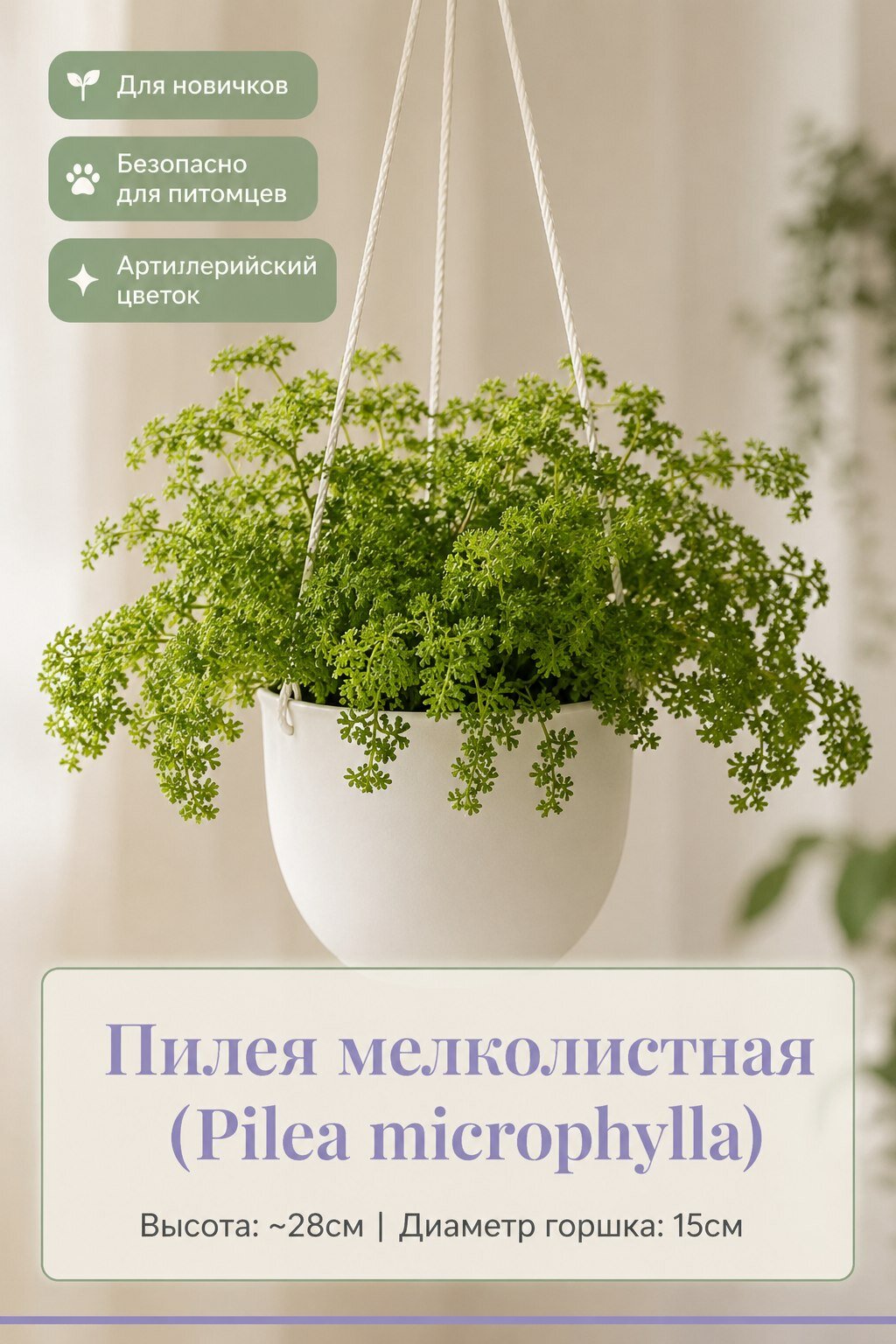 Живое комнатное растение Пилея мелколистная (Pilea microphylla) D15, Артиллерийский цветок в транспортировочном кашпо