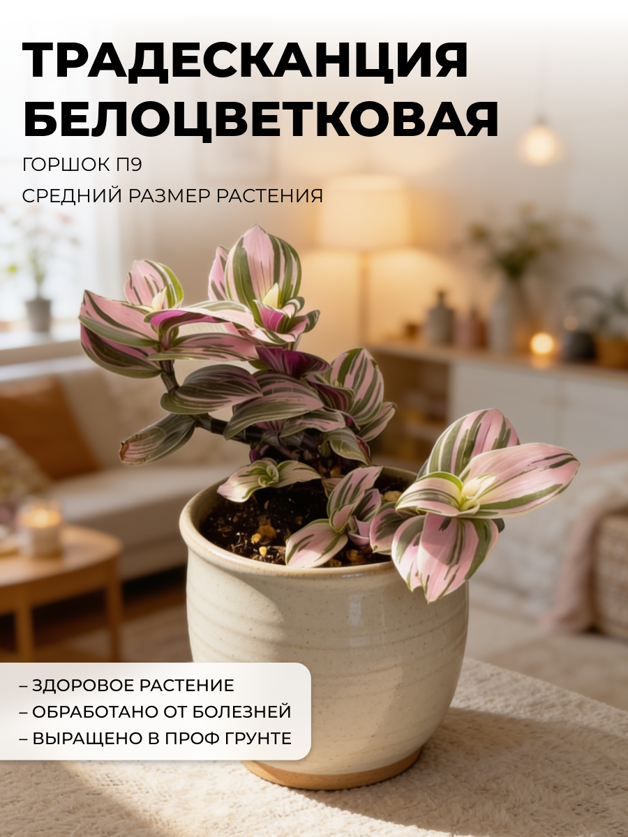 Традесканция комнатная Белоцветковая растение в горшке П9, 1шт.