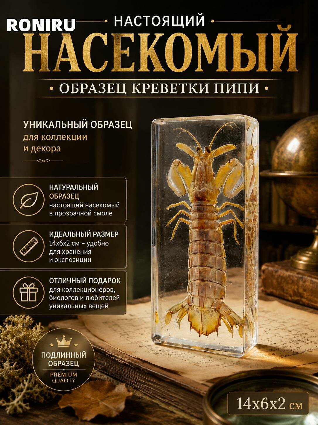 Настоящий насекомый для коллекции, образец креветки Пипи 14x6x2 см