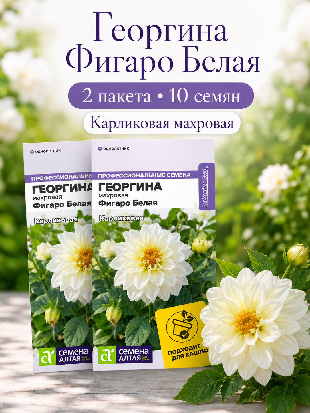 Семена Алтая Георгина Фигаро Белая махровая карликовая, семена цветов для клумбы, бордюра, кашпо и балкона, 2 пакета по 5 штук