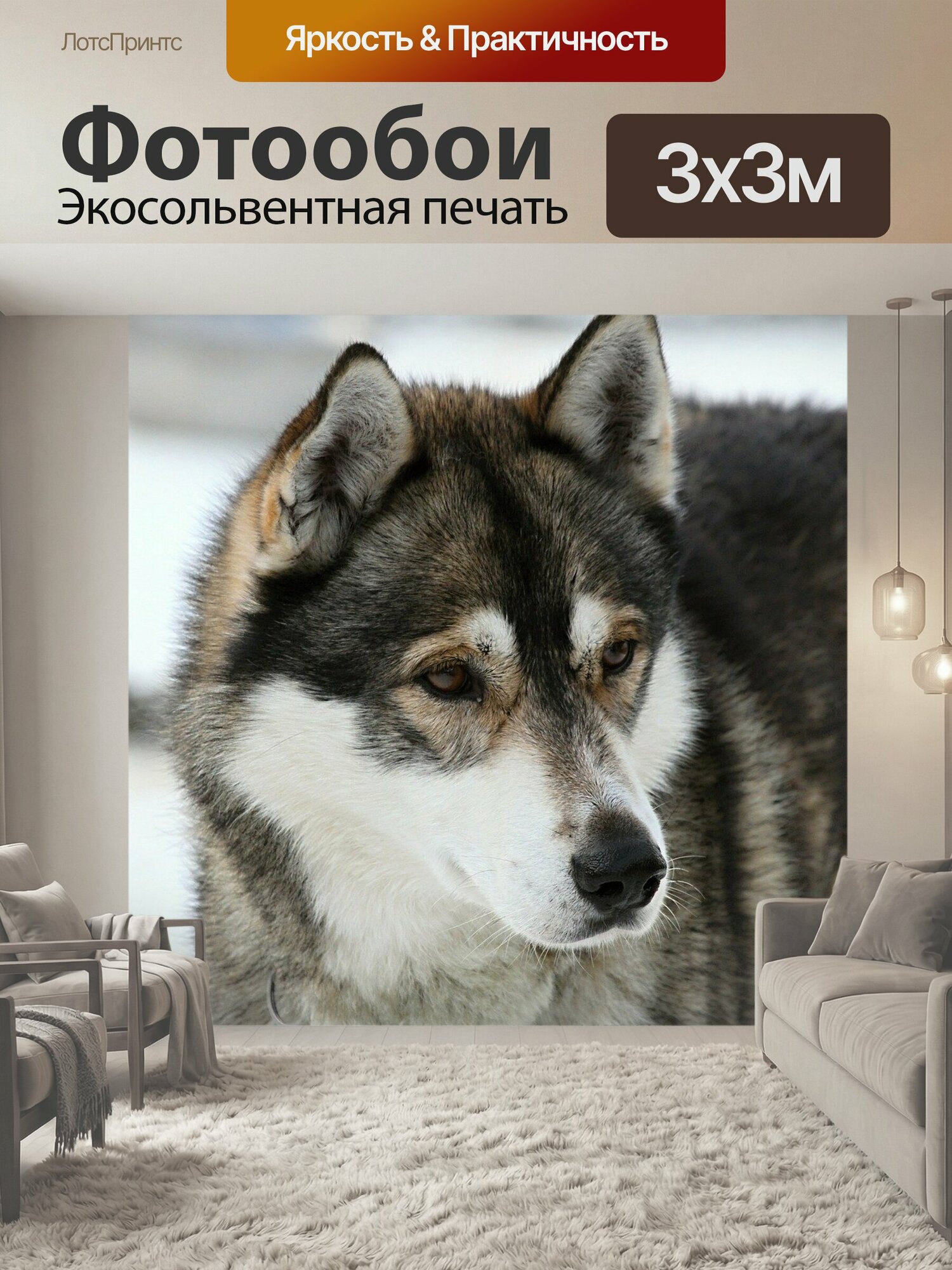 Фотообои "Хаски, собака, лицо" 300x300 см. экосольвентная печать