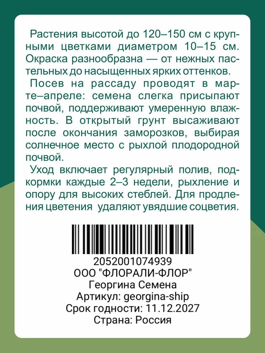 Георгина Семена — фото 1