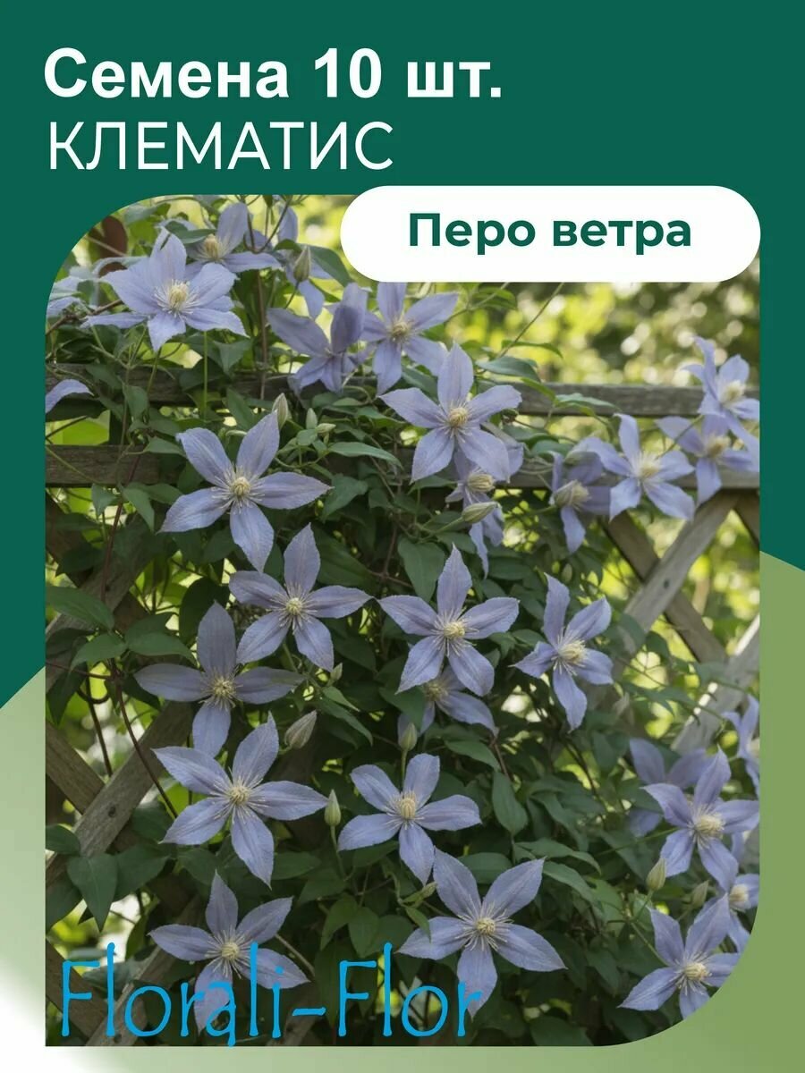 Клематис Семена