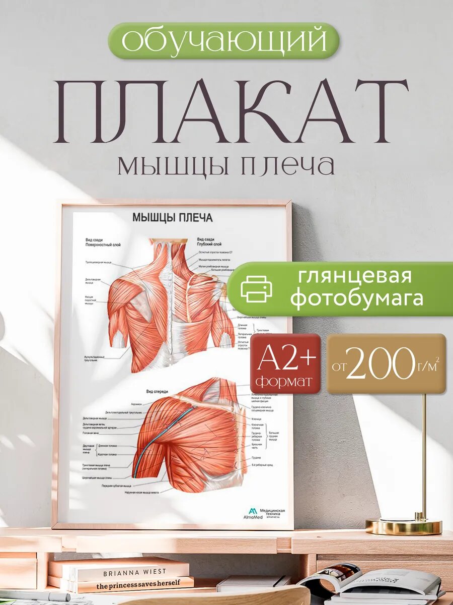 Мышцы плеча плакат глянцевая фотобумага от 200 г/кв. м, размер A1+