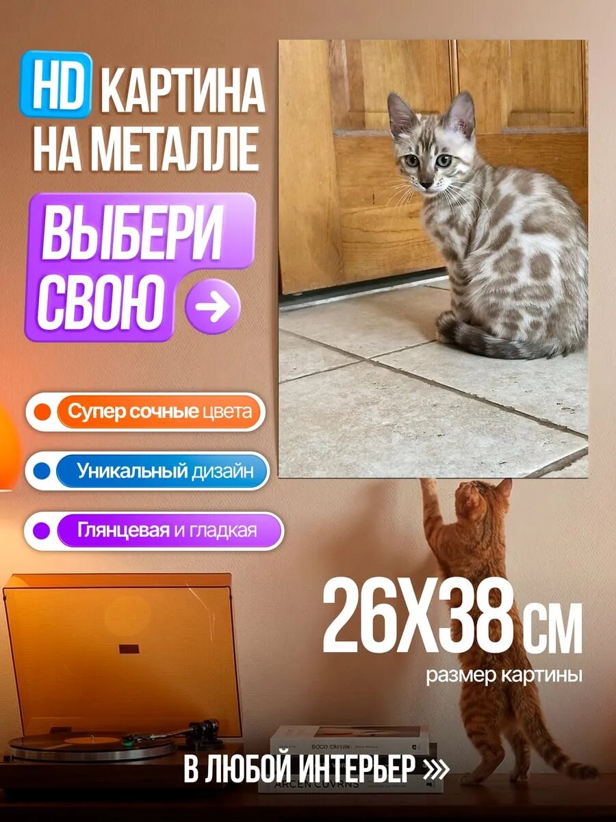 Картина на HD металле Бенгальский котенок