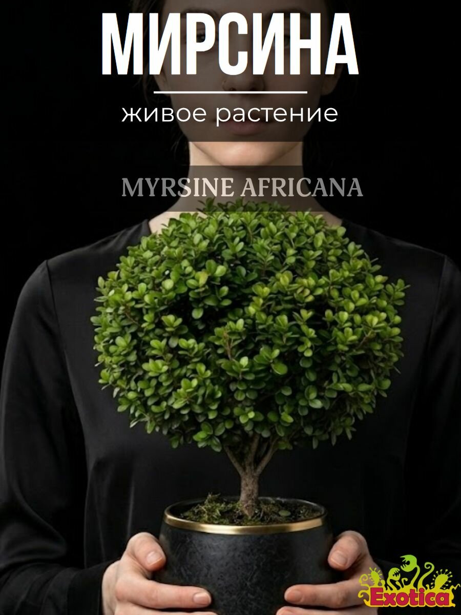 Мирсина Африканская (Myrsina Аfricana) D8,5см, комнатный цветок