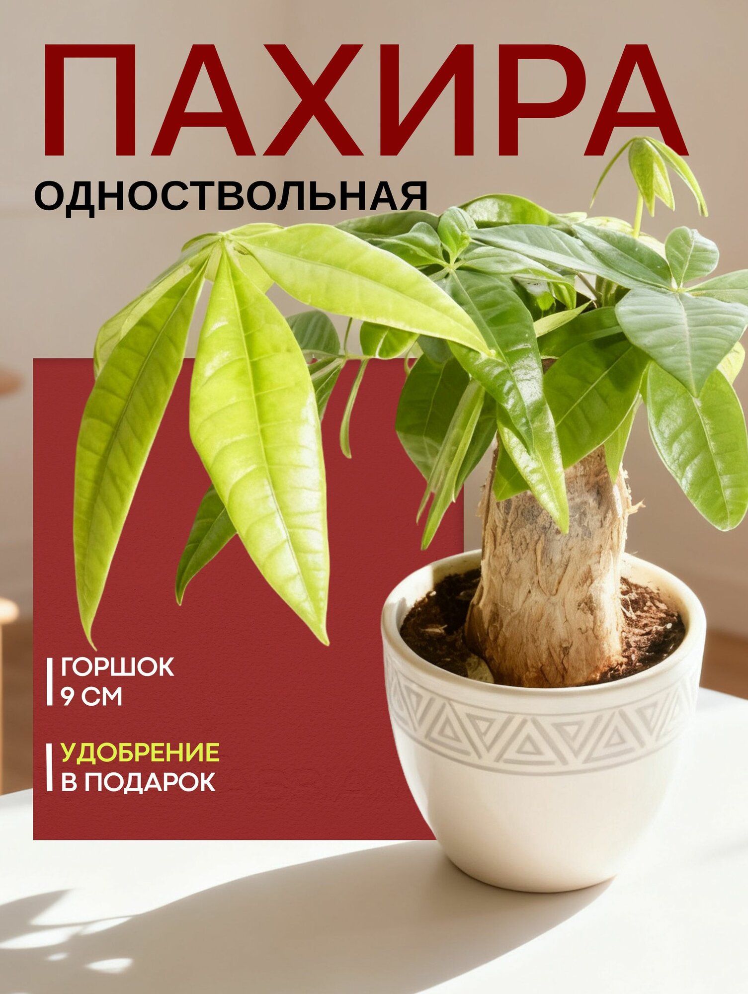 Пахира Одноствольная комнатный цветок в горшке живой