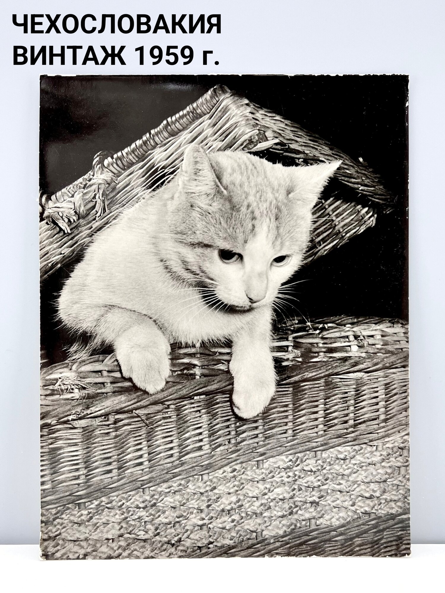 Винтажная фотография "Кошка № 15". Авт. Эрих Тылинек. Изд. Artia. Чехословакия, 1959 г.