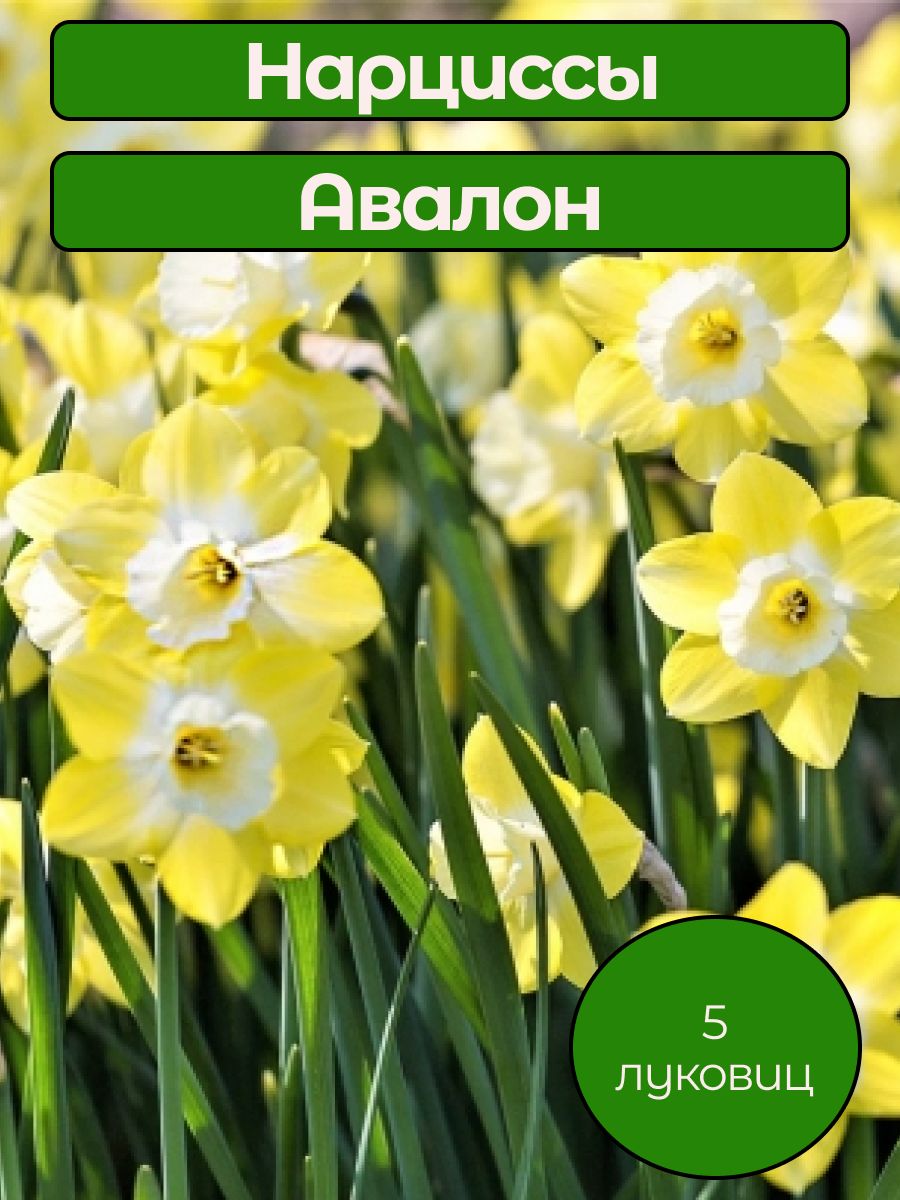 Луковицы Нарцисс Авалон 5 шт