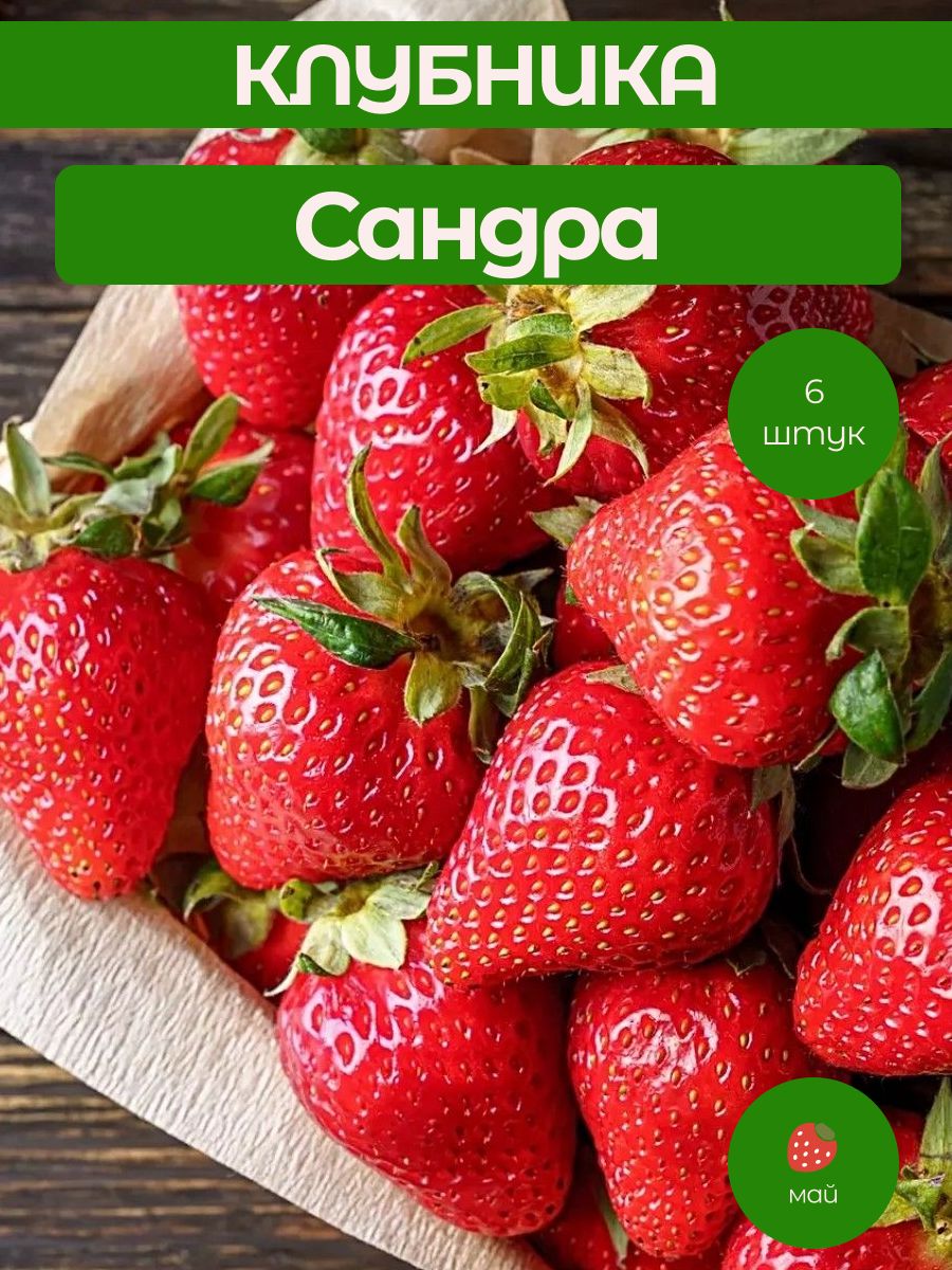 Клубника Сандра 6 штук