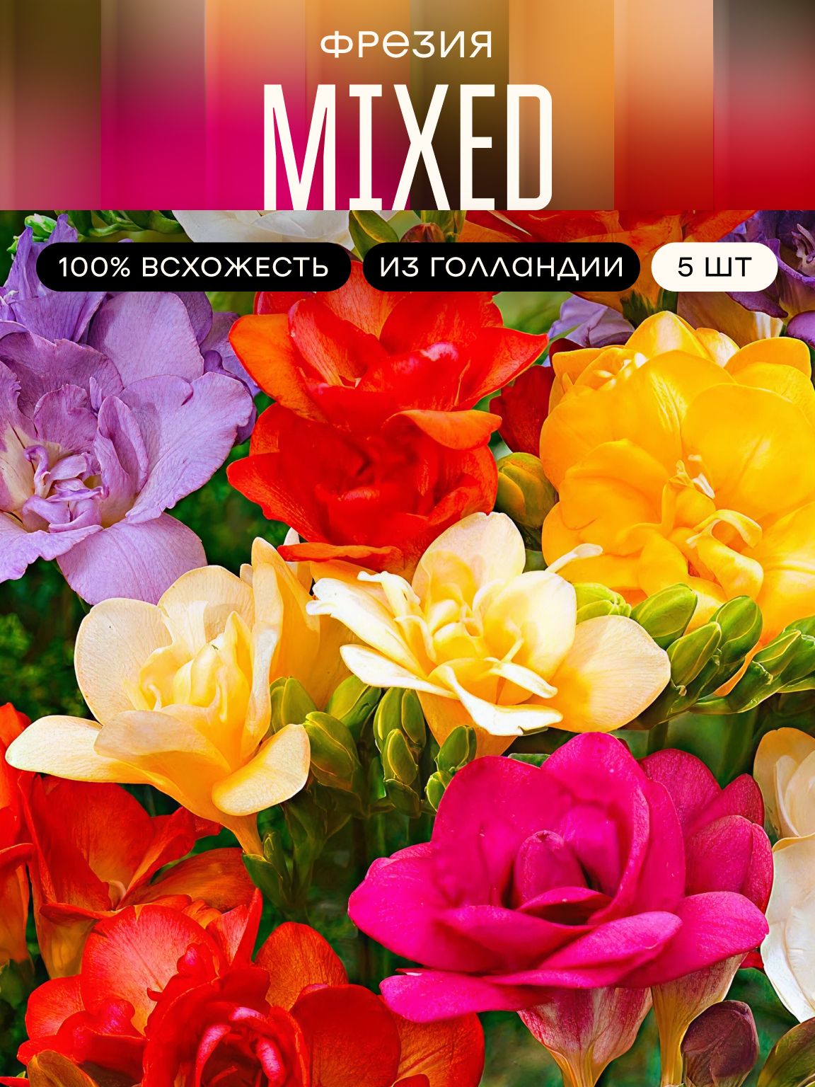Фрезия луковицы многолетние 5 штук