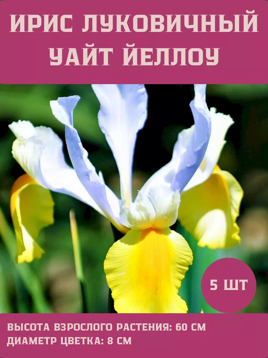 Ирис луковичный/Цветок ириса