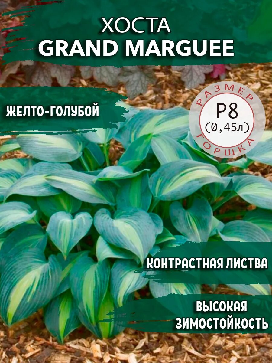 Хоста Grand Marquee
