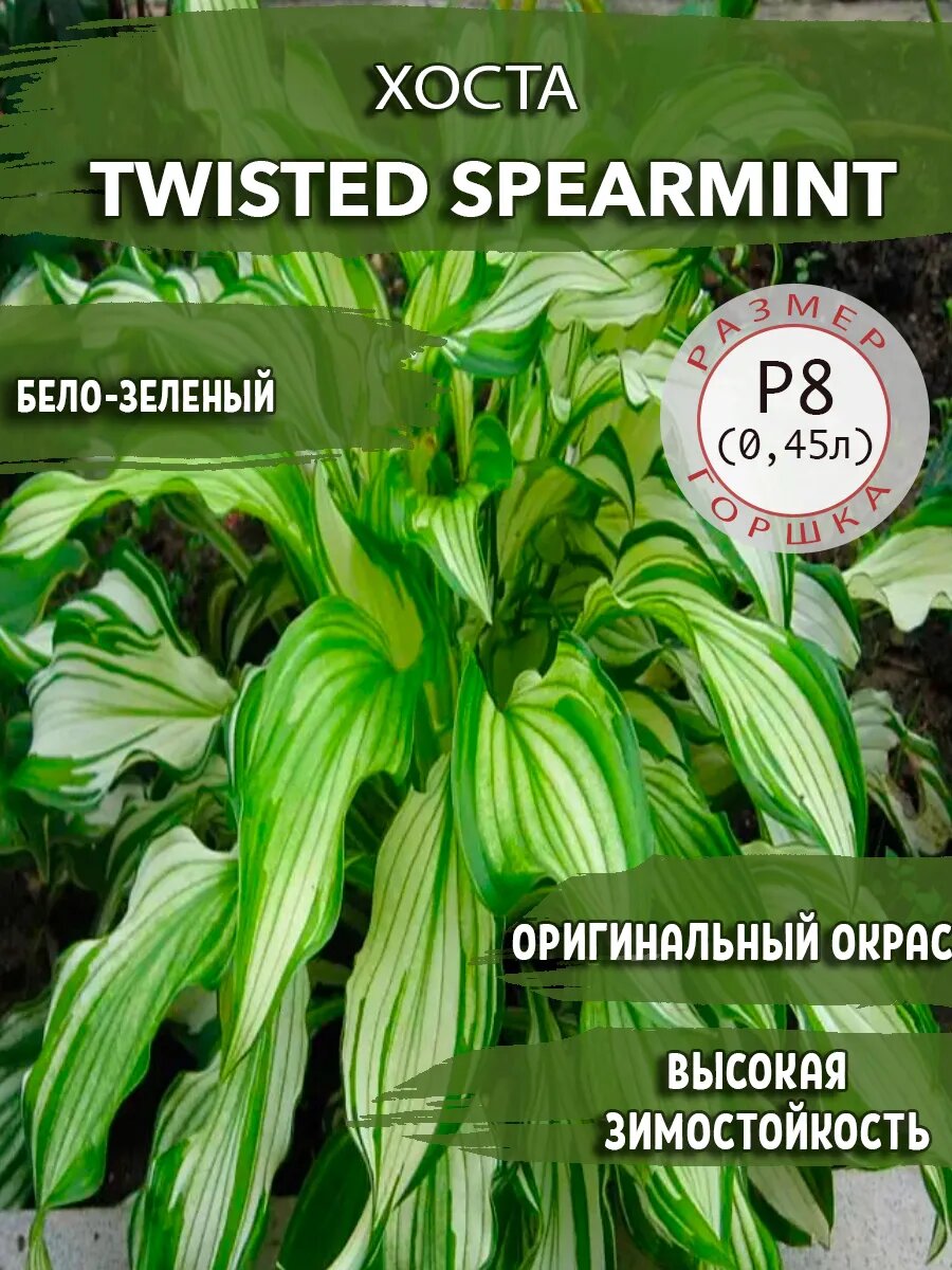Хоста Twisted Spearmint