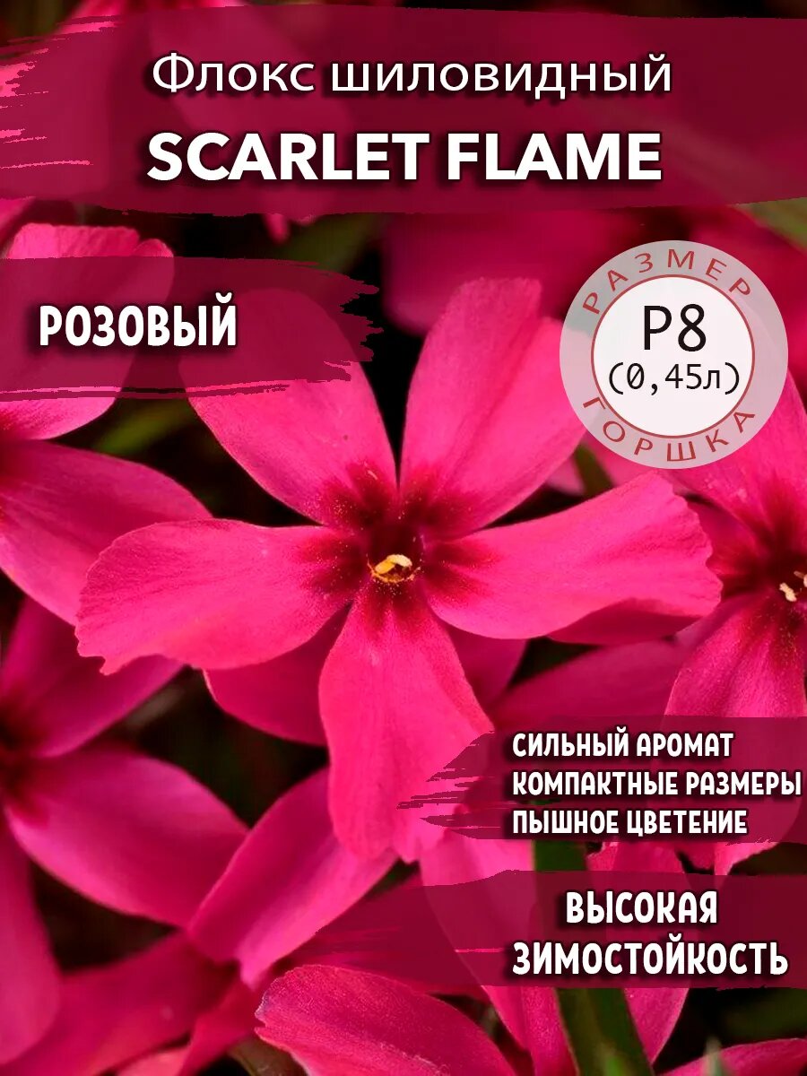 Флокс шиловидный Садовые Растения Scarlet flame, многолетнее, морозостойкий, 5-15см, розовый