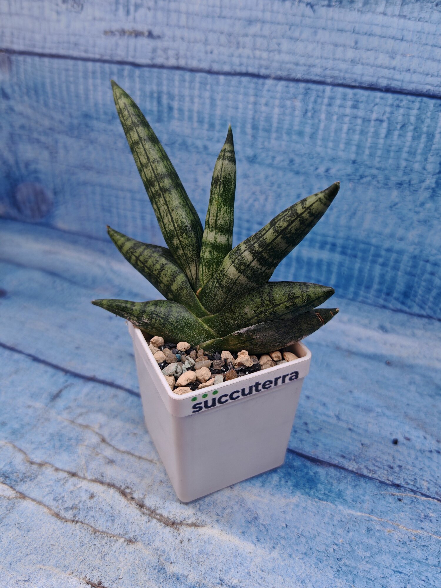 Суккулент Sansevieria Cylindrica Boncellensis (Сансевиерия). Диаметр горшка 5 см. Субстрат Succuterra Classic и фирменный горшочек в комплекте.