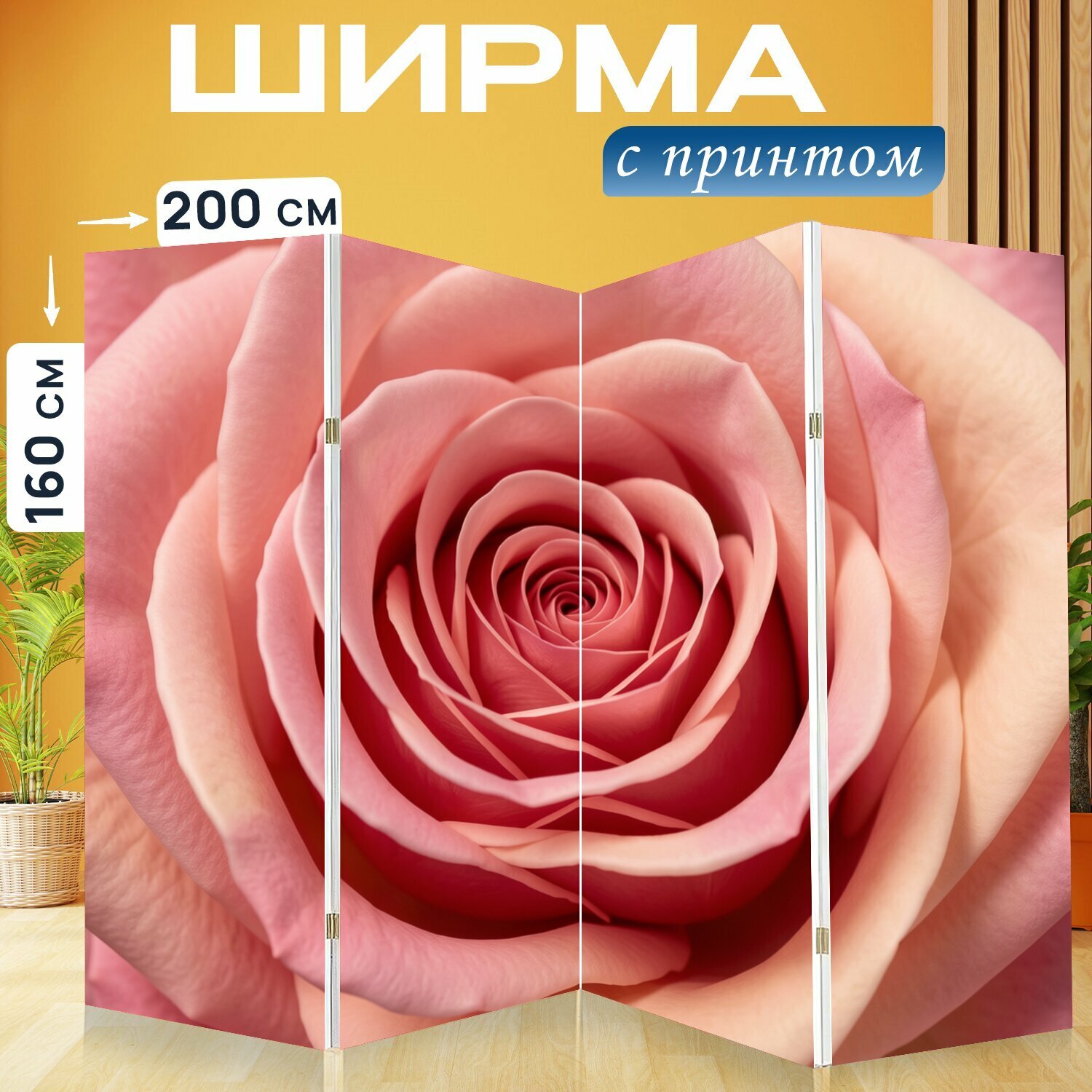 Ширма "Нежная роза в крупном плане. Макросъемка распустившегося цветка с бархатистыми лепестками, выполненная." перегородка для зонирования комнаты с принтом 200x160 см. на холсте