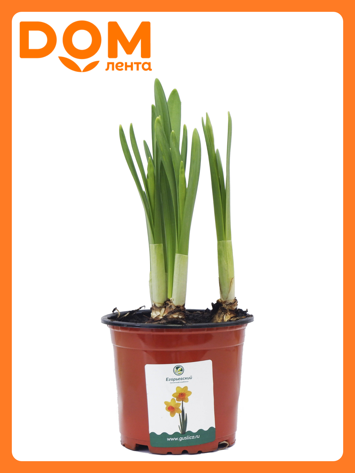 Нарцисс Егорьевский "Тет-а-тет", 3 луковицы, многолетнее растение