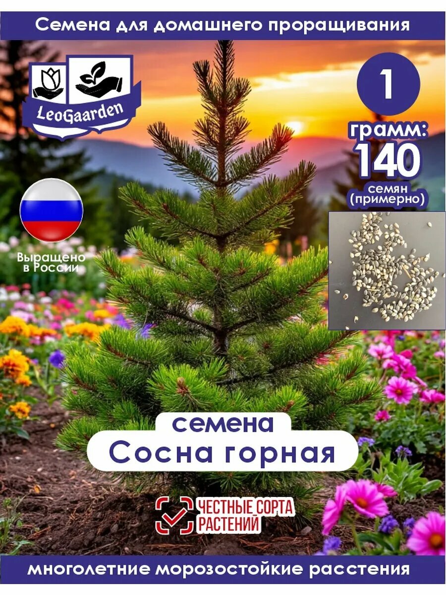 Семена сосны горной LeoGaarden, 1 г, многолетние, морозостойкие