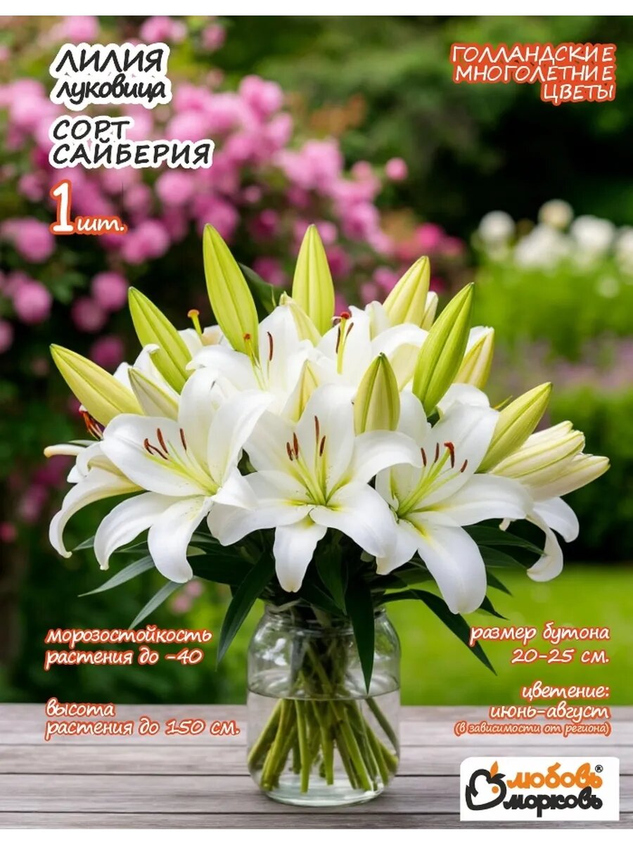 Лилия Луковица, Сайберия, восточная, разбор 22/24, 1 шт