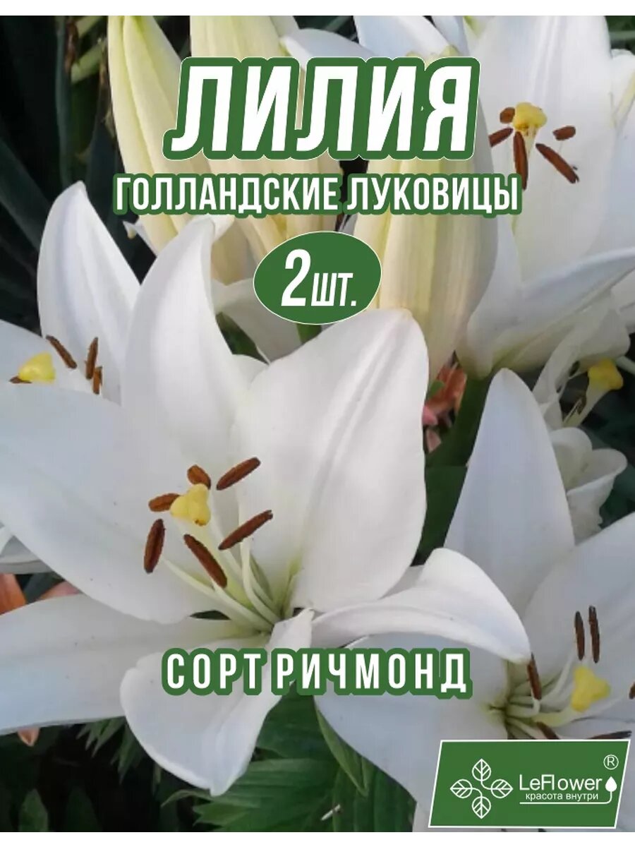 Лилия Луковица, Ричмонд, ЛА-гибрид, разбор 22/24, 2 шт