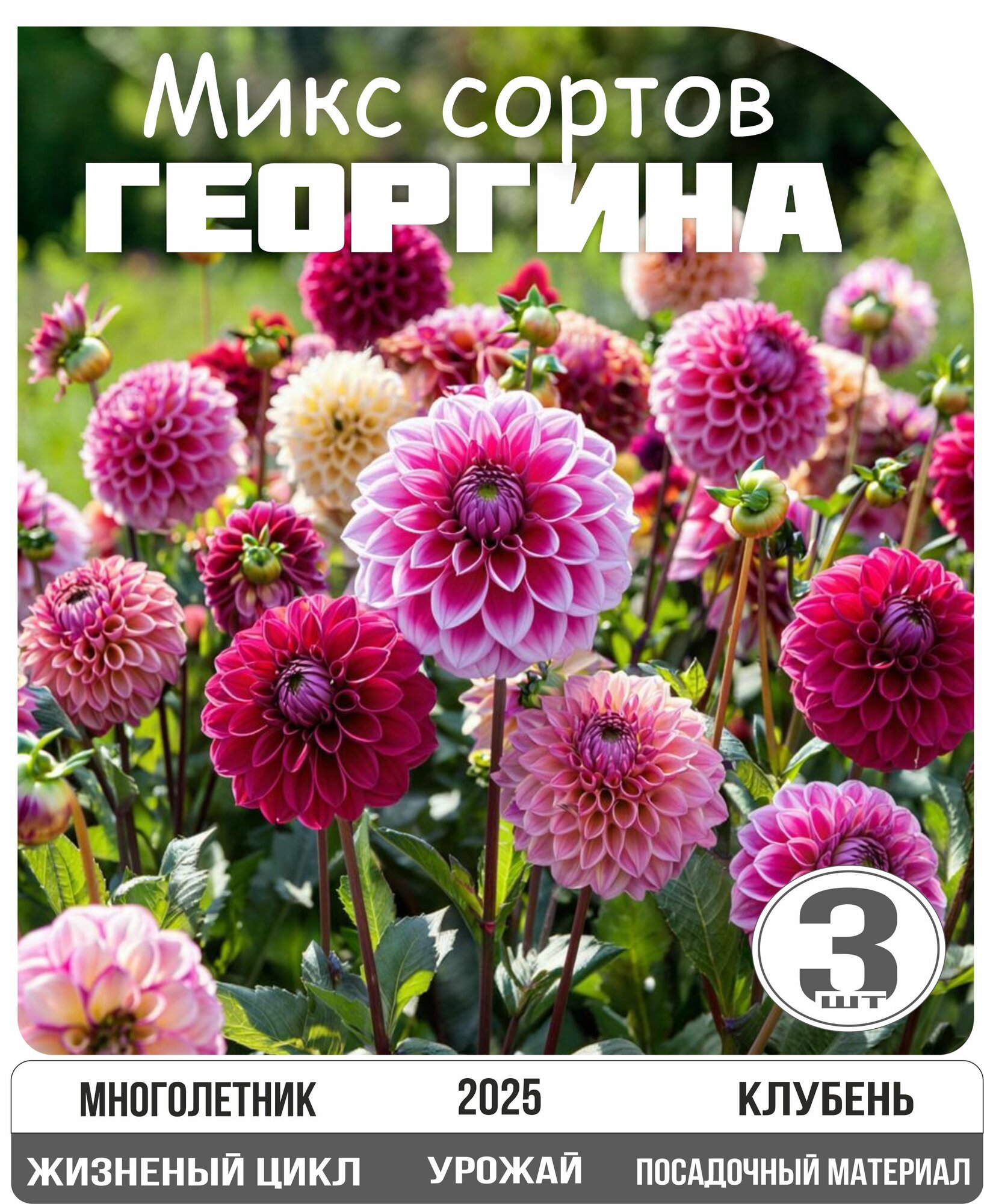 Георгины клубни многолетние Микс сортов, 3 шт. высота 100-150 см