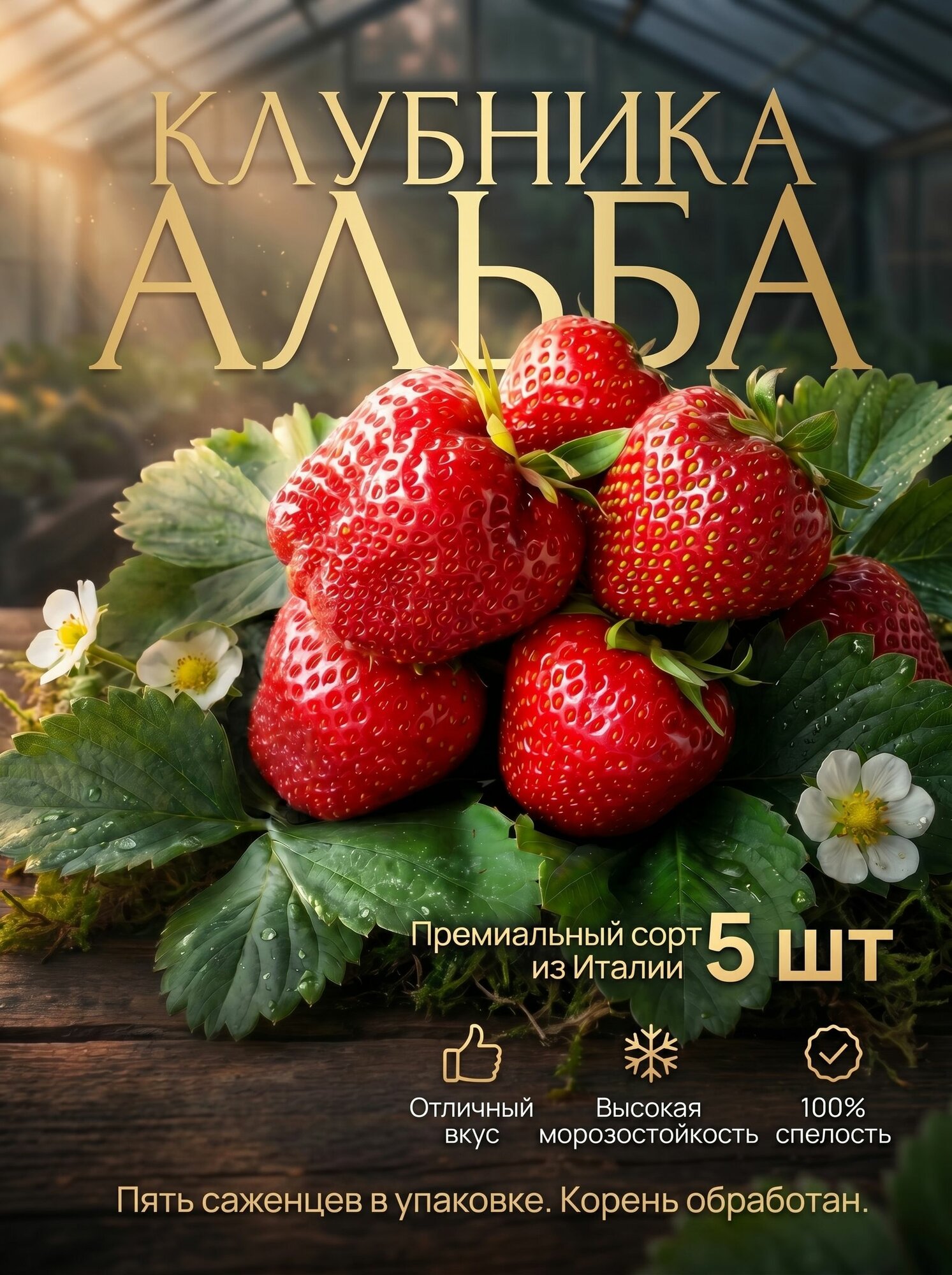 Саженцы клубники альба Ремантантная 5-штук