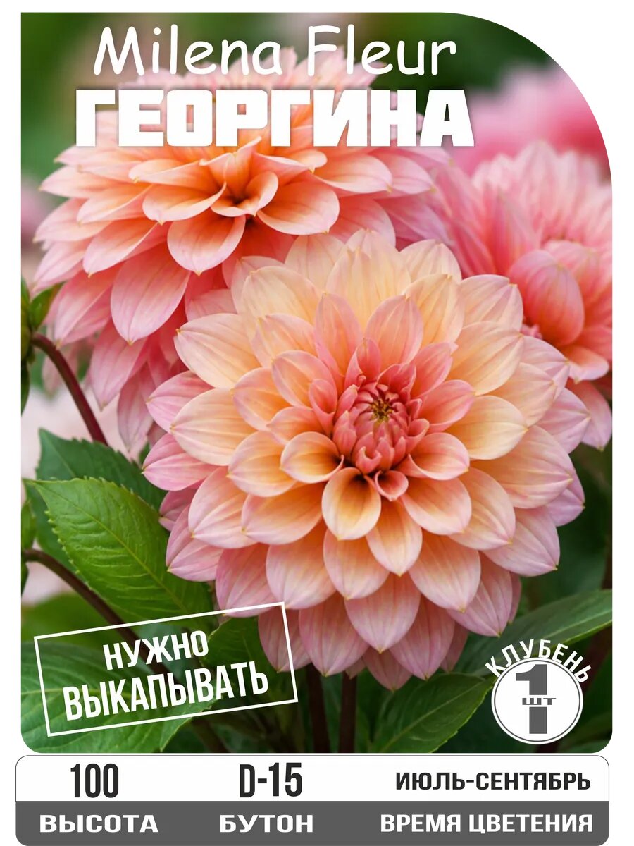 Георгины Милена Флер клубни многолетние 1 шт. высота 100 см.