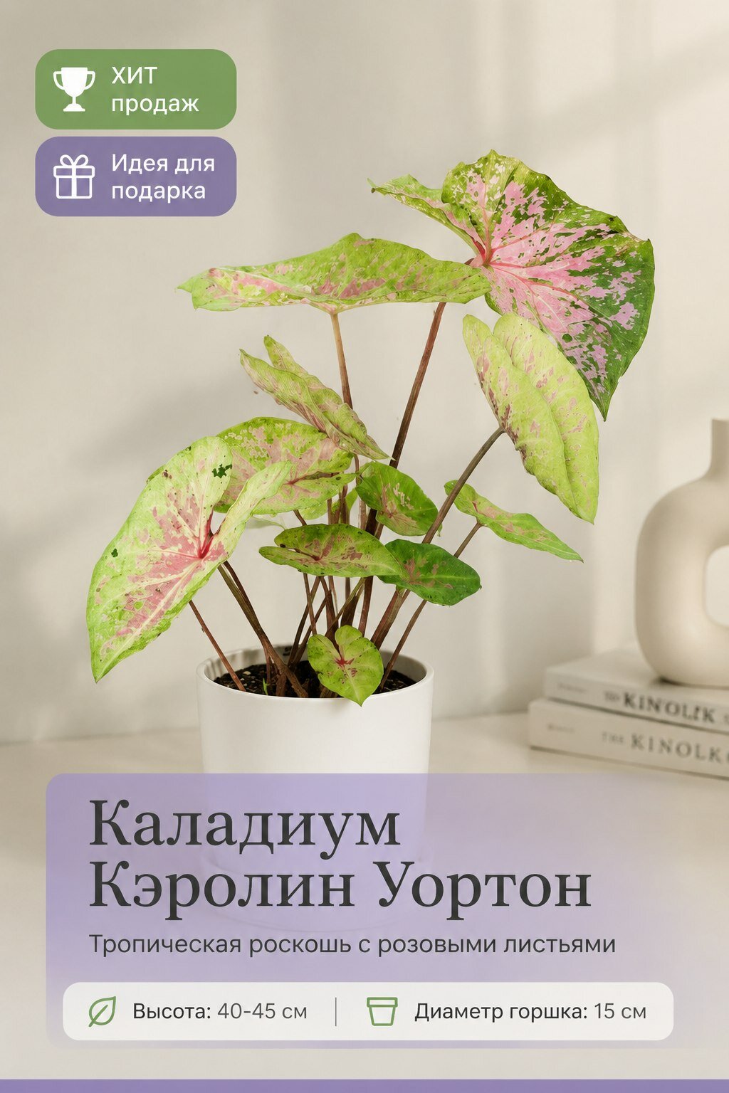 Каладиум Кэролин Уортон (Caladium Carolyn Whorton) комнатное растение, диаметр горшка 15 см, высота 30-35 см