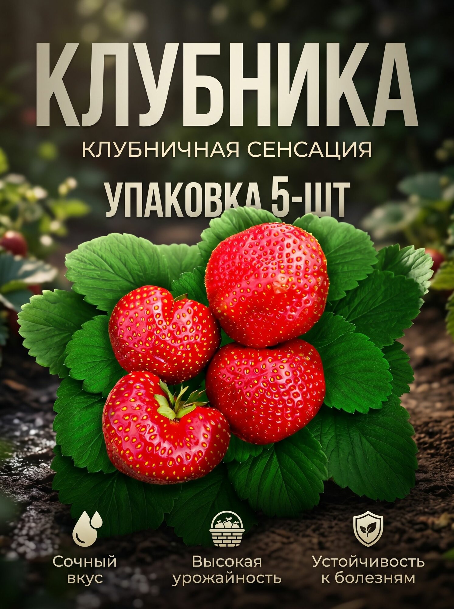 Саженцы клубники сенсация 5-шт доедут хоть куда
